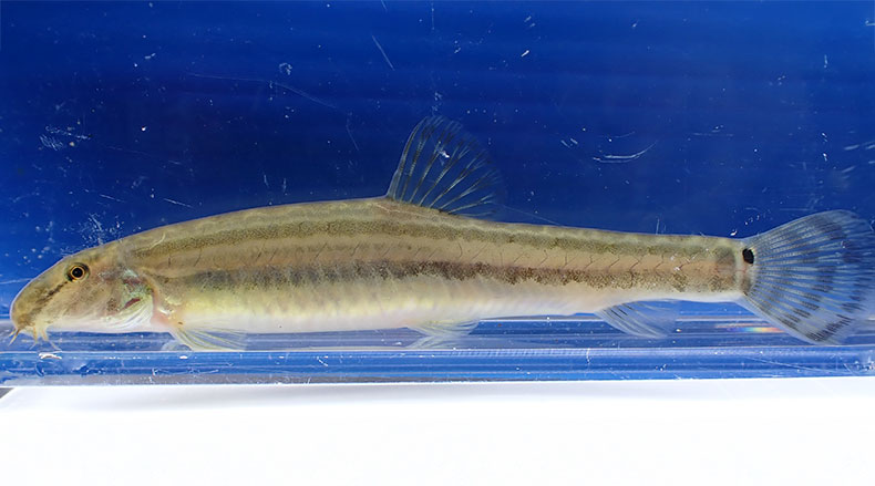 種の保存法指定種ハカタスジシマドジョウの飼育下での産卵の撮影に成功 – 九州大学 SDGs | Kyushu University SDGs